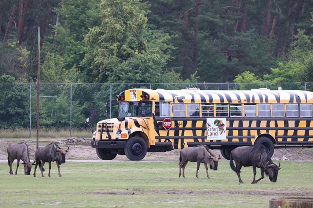 Wunderschone Safari Park Stukenbrock Unfall Bild